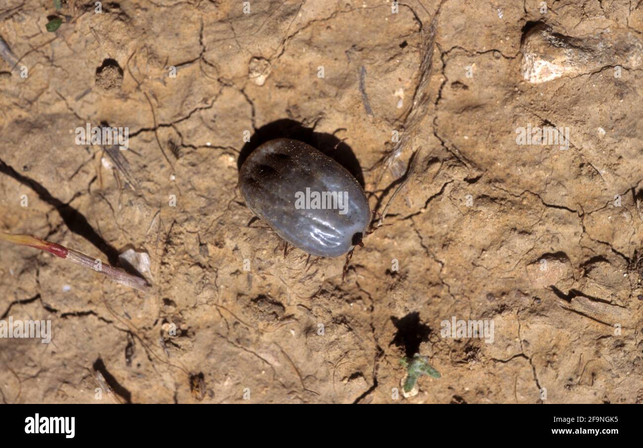 Tick tree hi-res stock photography and images - Alamy