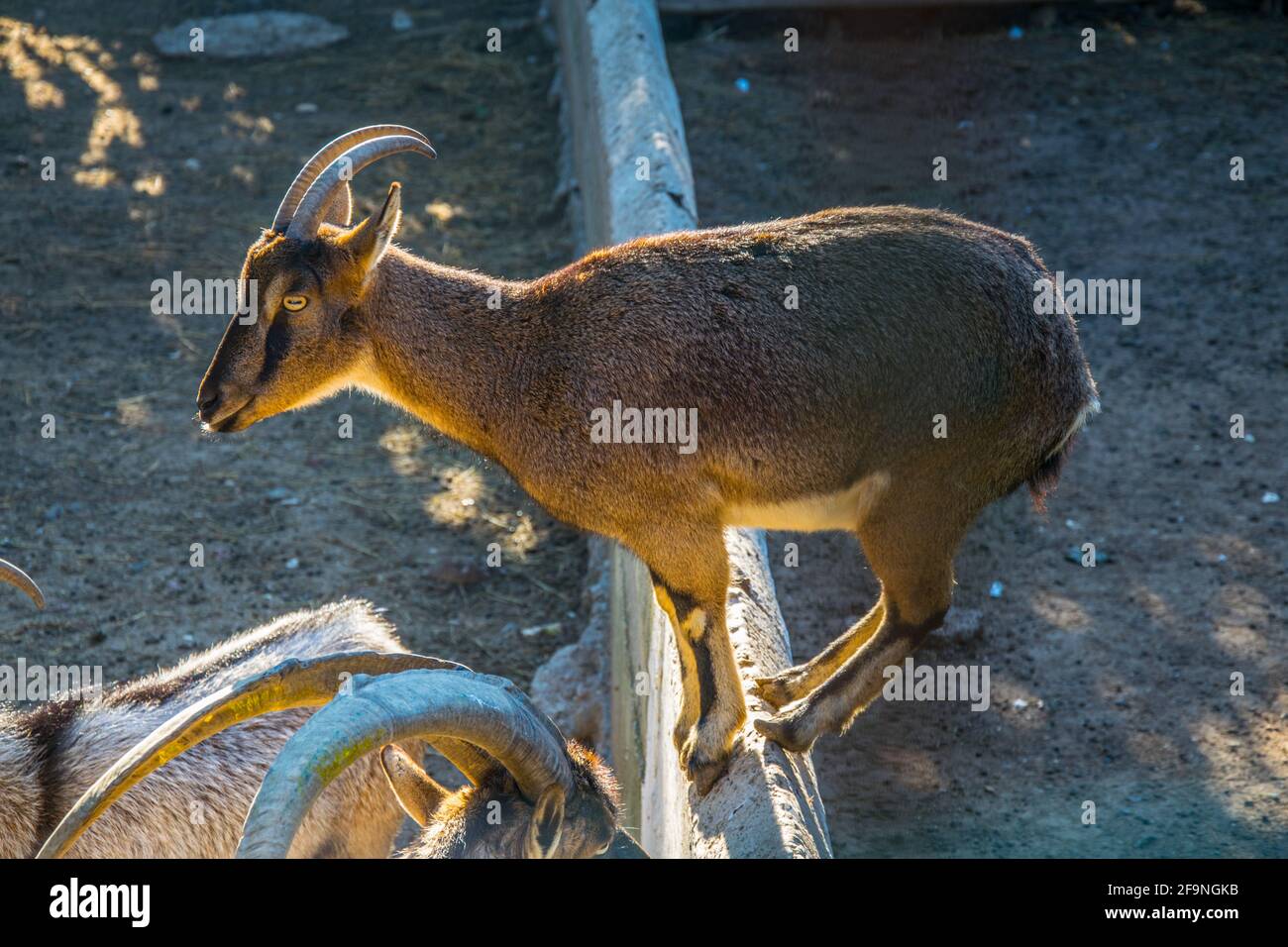 Balancing on a railing hi-res stock photography and images - Alamy