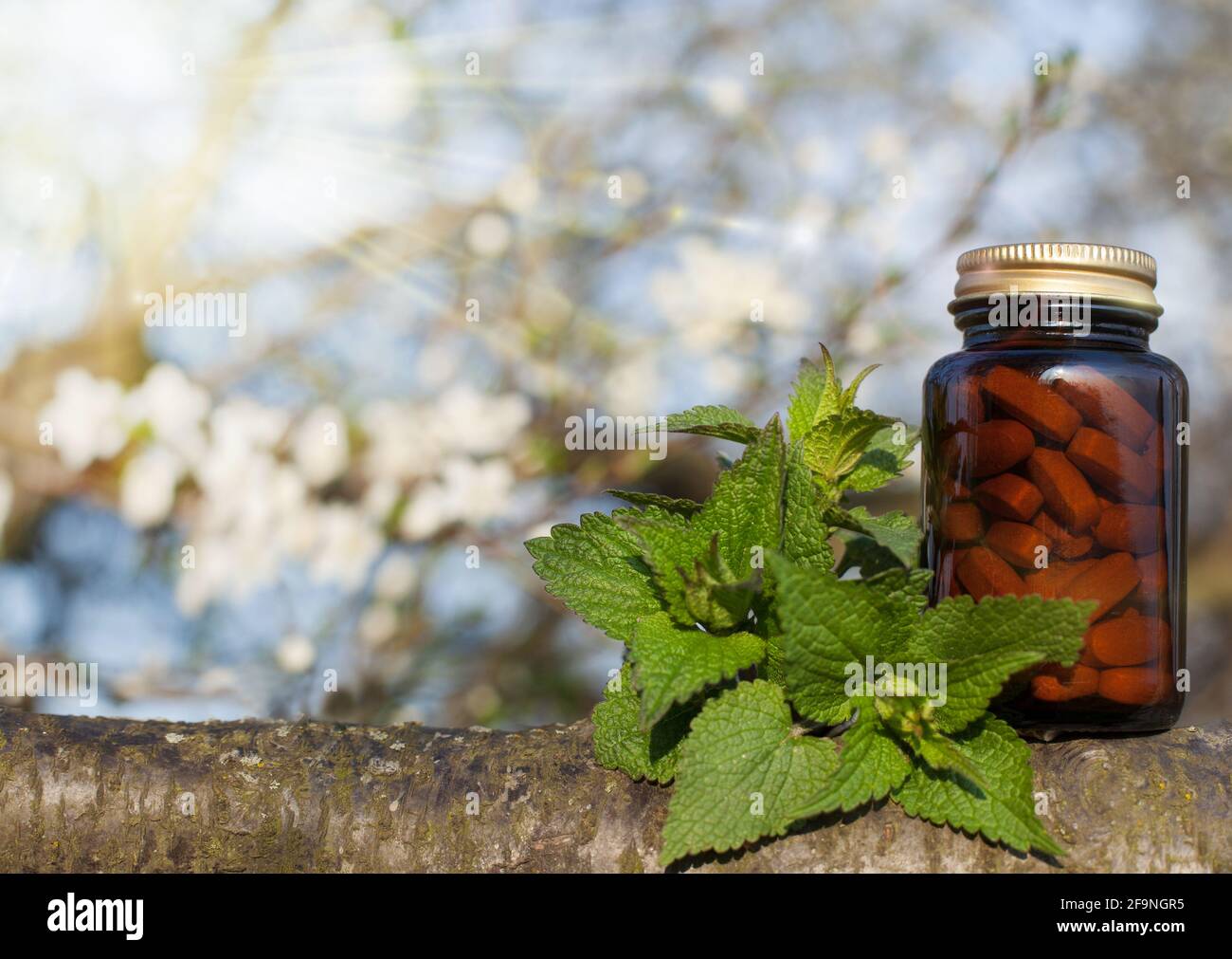 Nettle capsules - nettle essence and fresh branches blooming nettle ...