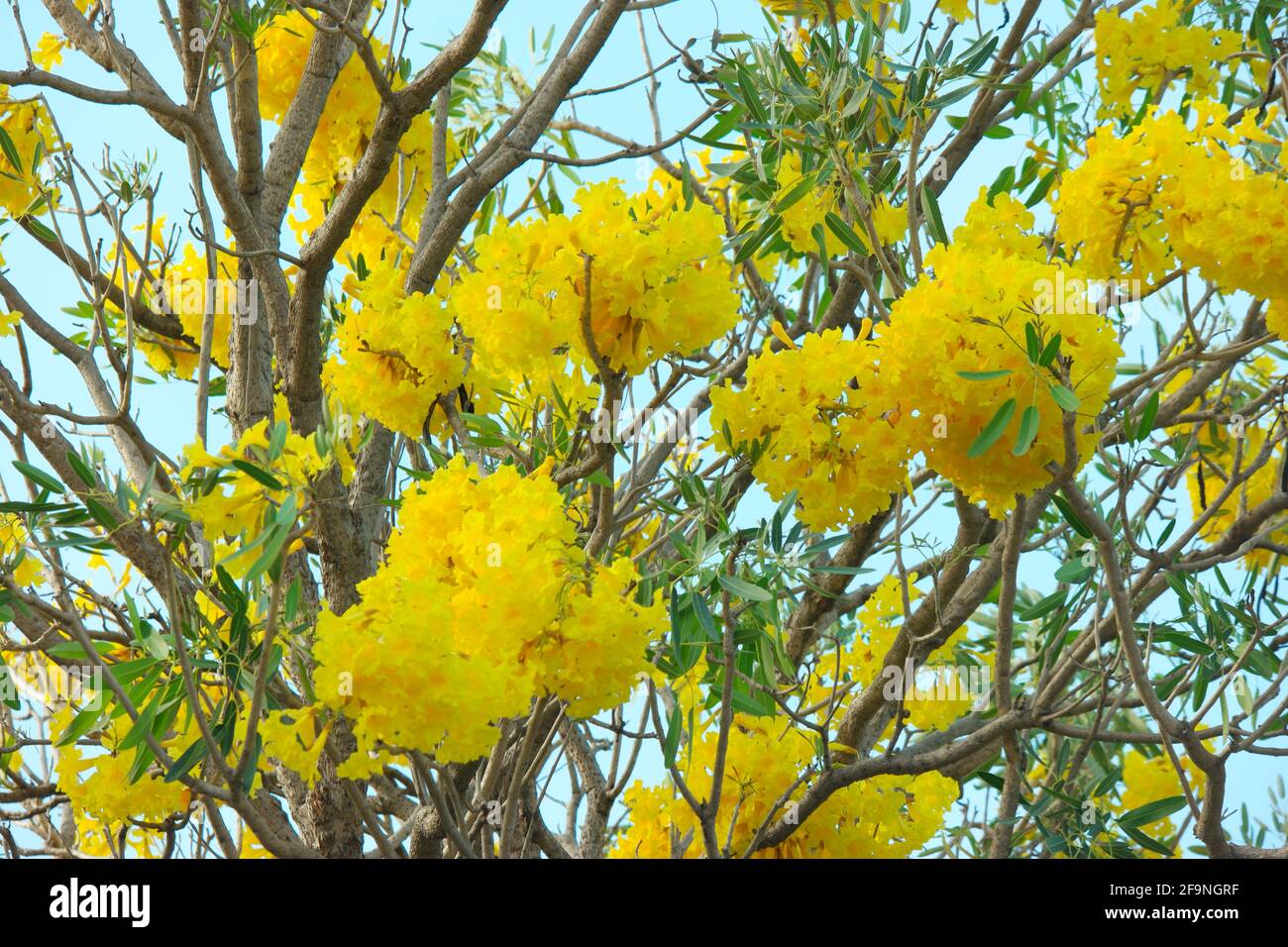 Closeup shot of golden trumpet flowers on the tree branches in a park ...