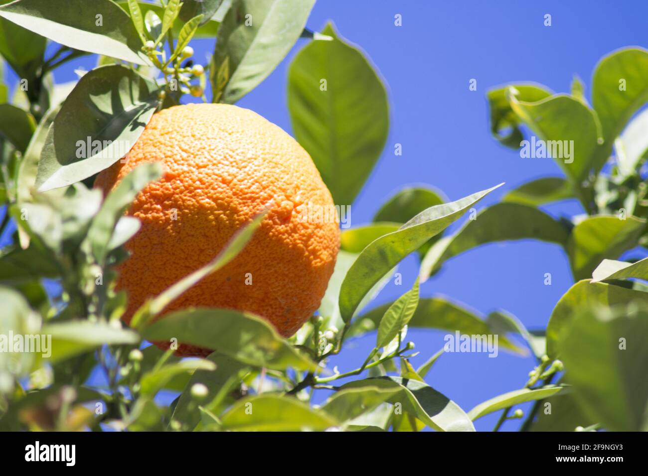 Orange tree in the sun with very green leaves. No people Stock Photo ...