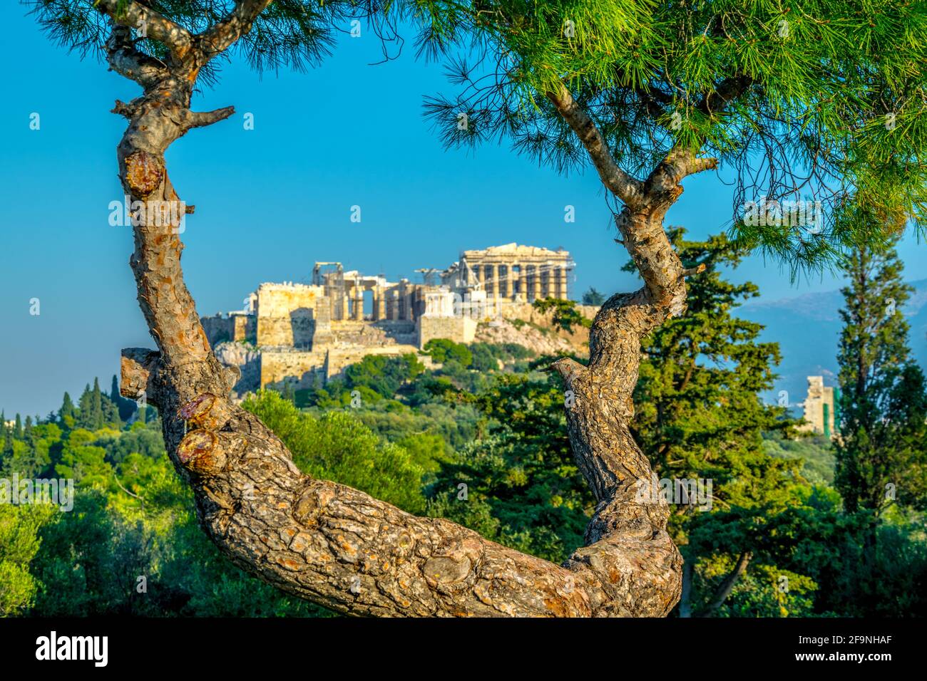 View of the Acropolis hidden behind a tree from the Filopappos hill in ...