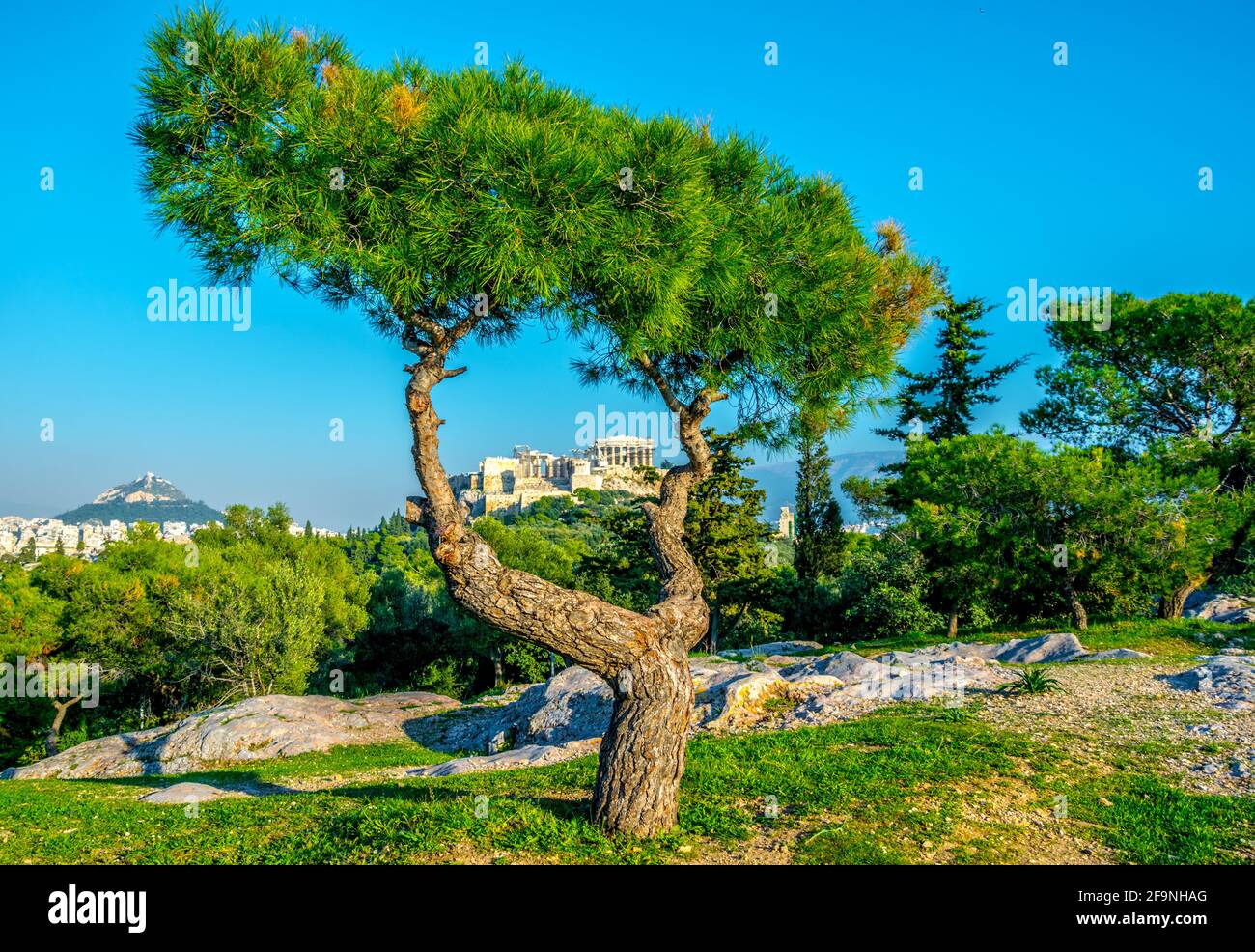 View of the Acropolis hidden behind a tree from the Filopappos hill in ...