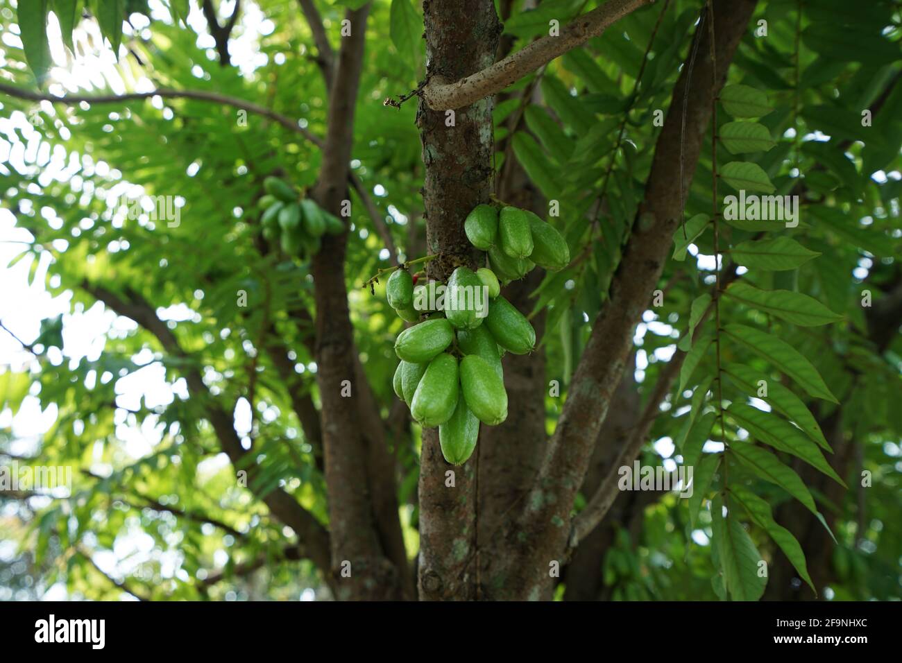 Cucumber tree hi-res stock photography and images - Alamy