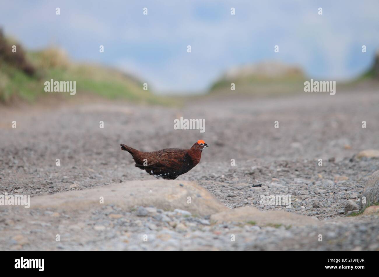 Young grouse uk hi-res stock photography and images - Alamy