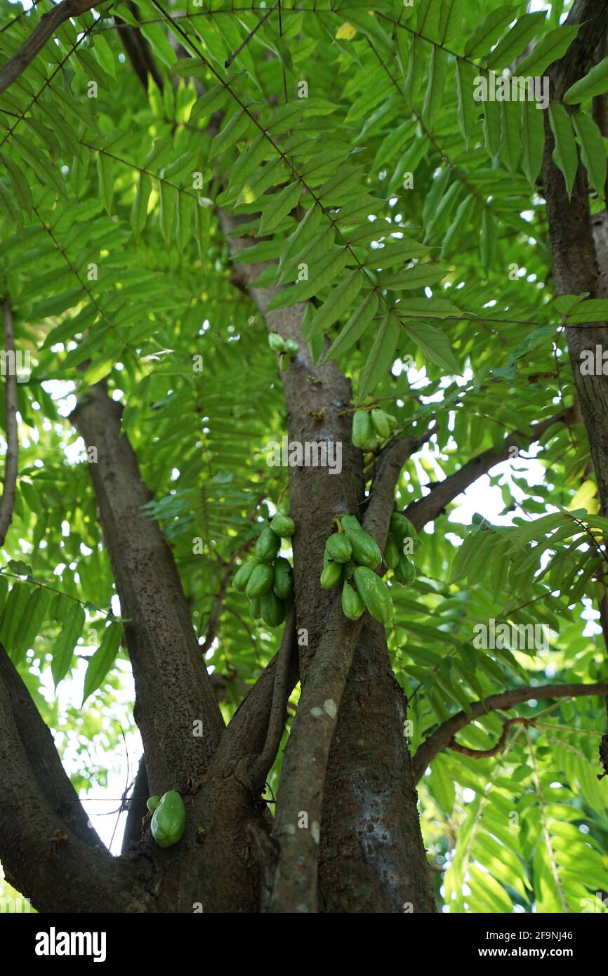 Close up view of natural green Averrhoa Bilimbi (Cucumber tree Stock ...