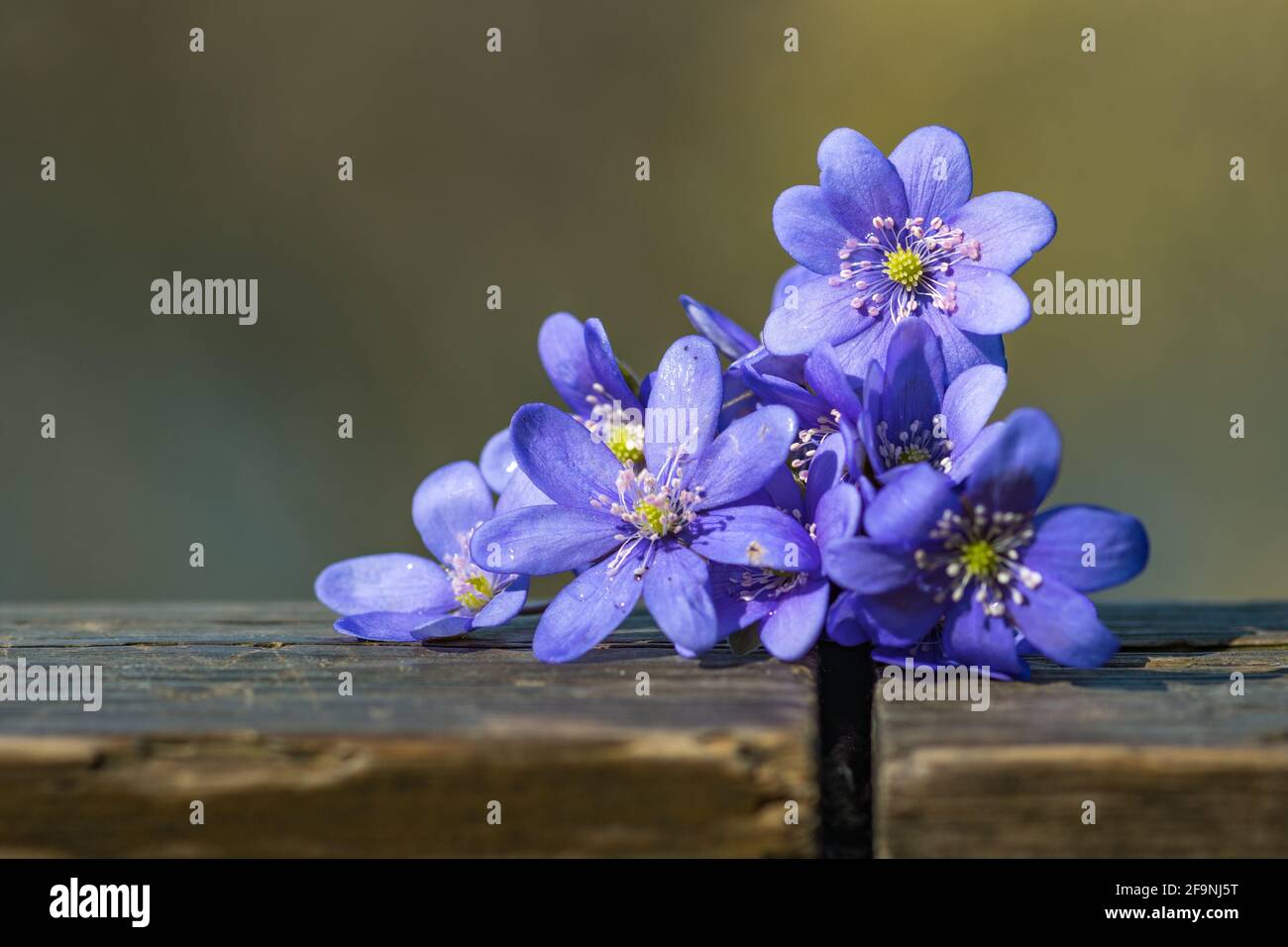 Chionodoxa Twinkle Like Stars. Also known as glory of the snow ...