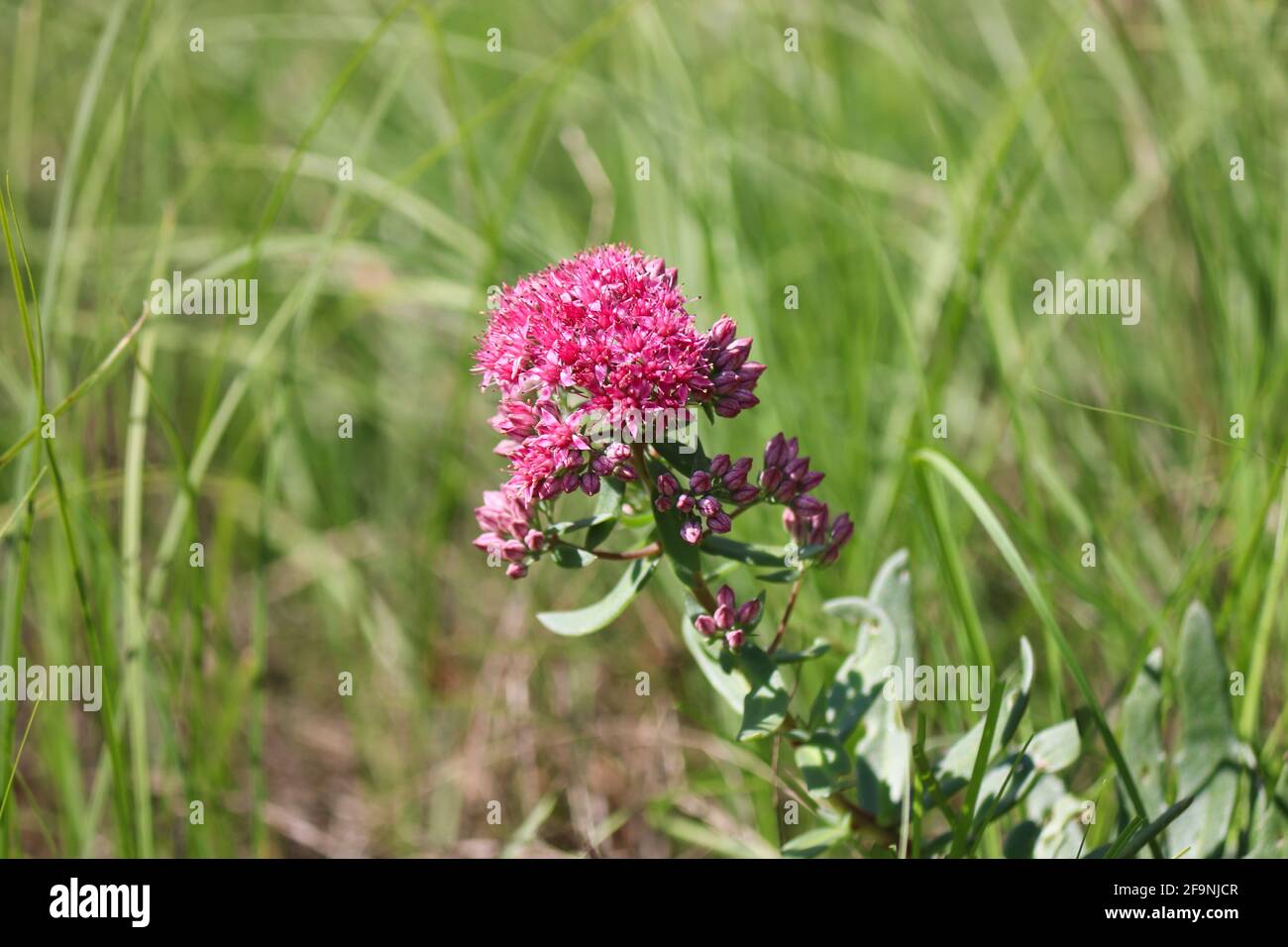 Pink-burgundy orpine flower (Hylotelephium telephium or Sedum telephium ...