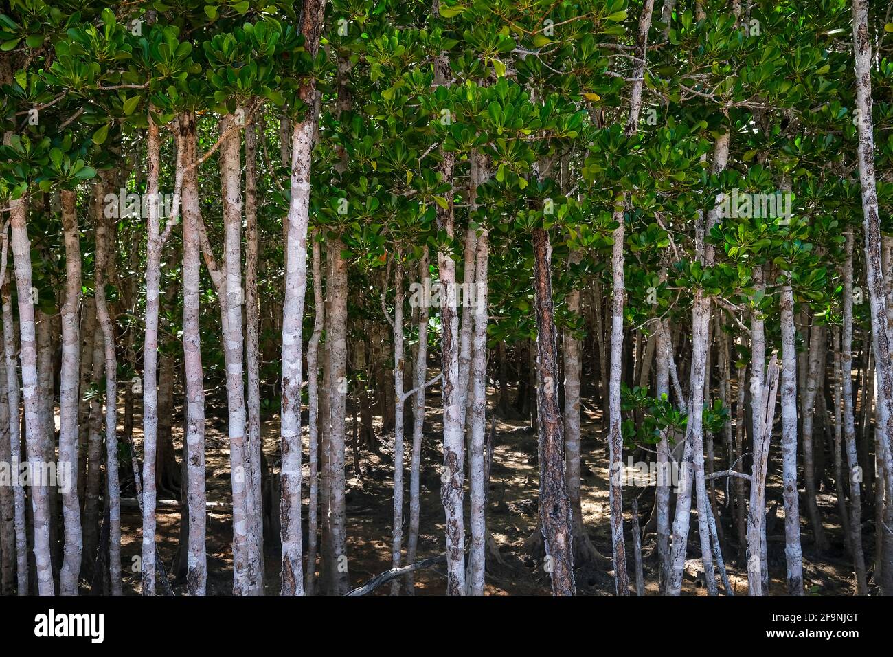 Very dense mangrove forest at Crab Claw Island, in the Northern ...