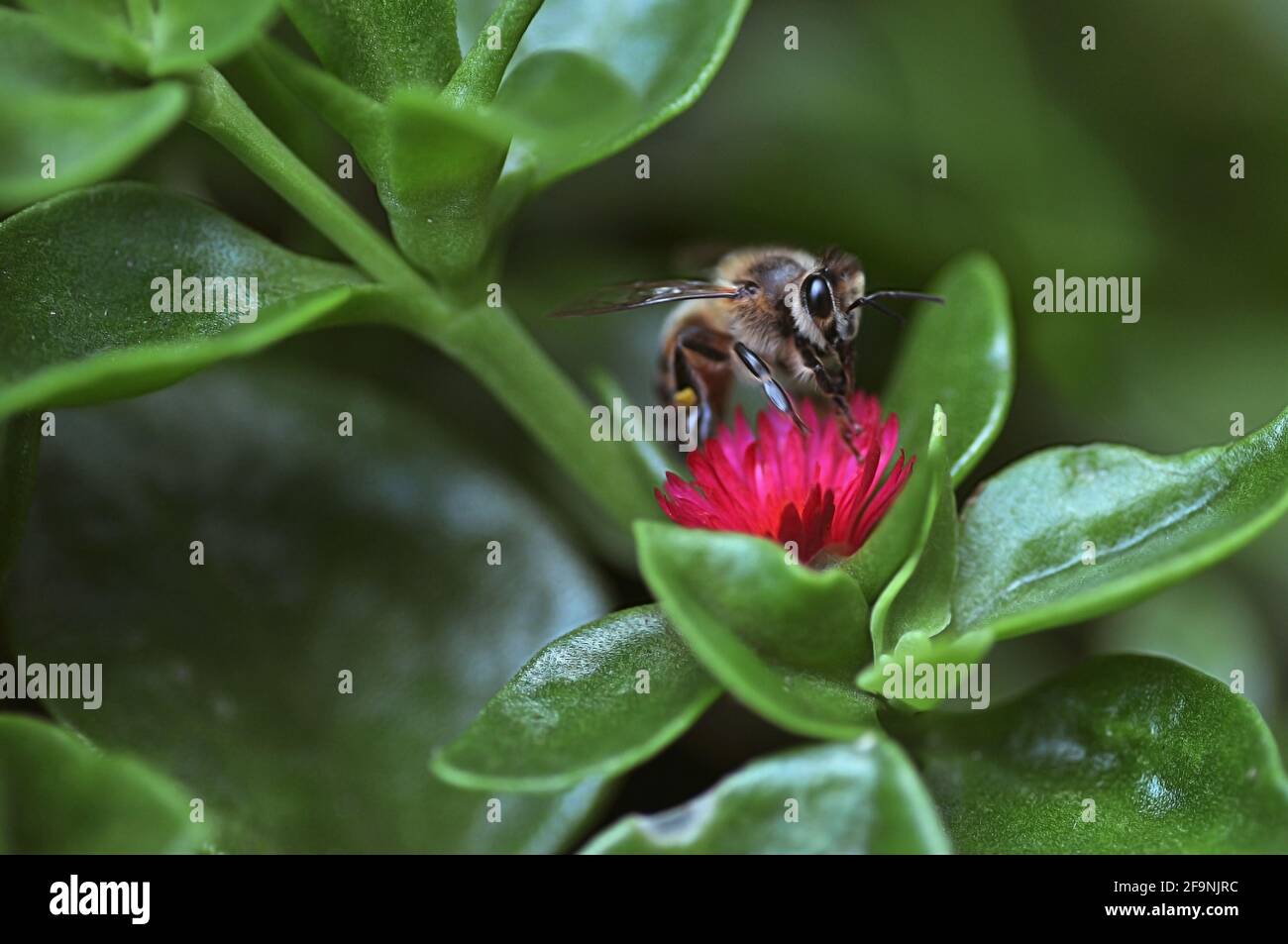Close up pollination hi-res stock photography and images - Alamy