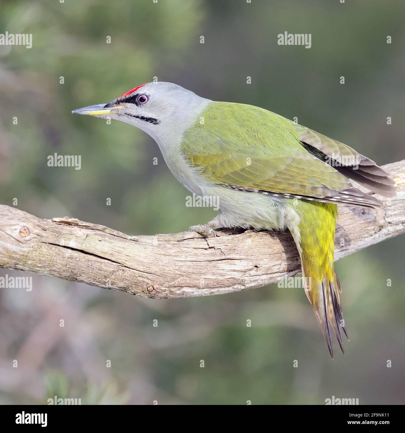 Grey headed woodpecker bird hi-res stock photography and images - Alamy