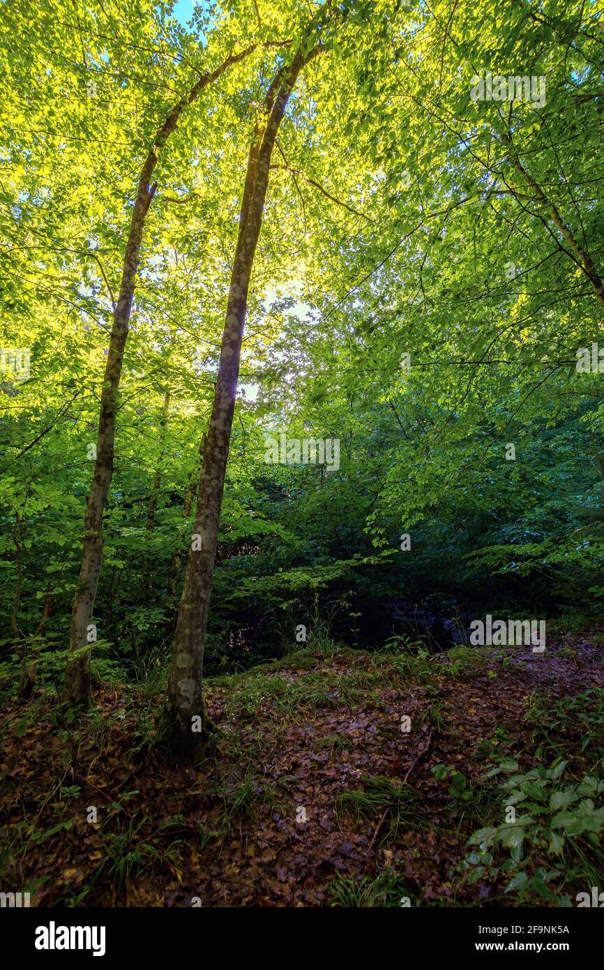 beech forest in summer. deciduous trees in morning light. beautiful ...