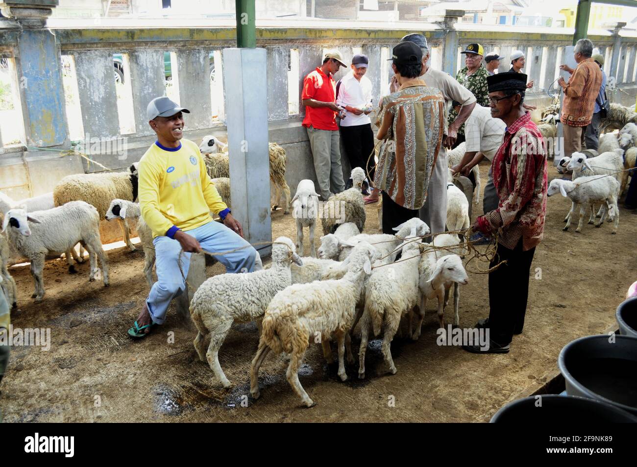 Market price for dorper sheep hi-res stock photography and images - Alamy