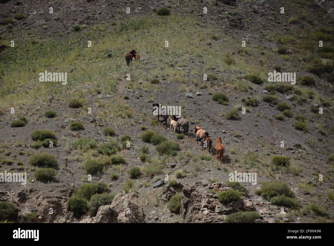 Aerial view of a herd of semi wild horses seen in Dungenee Canyon ...