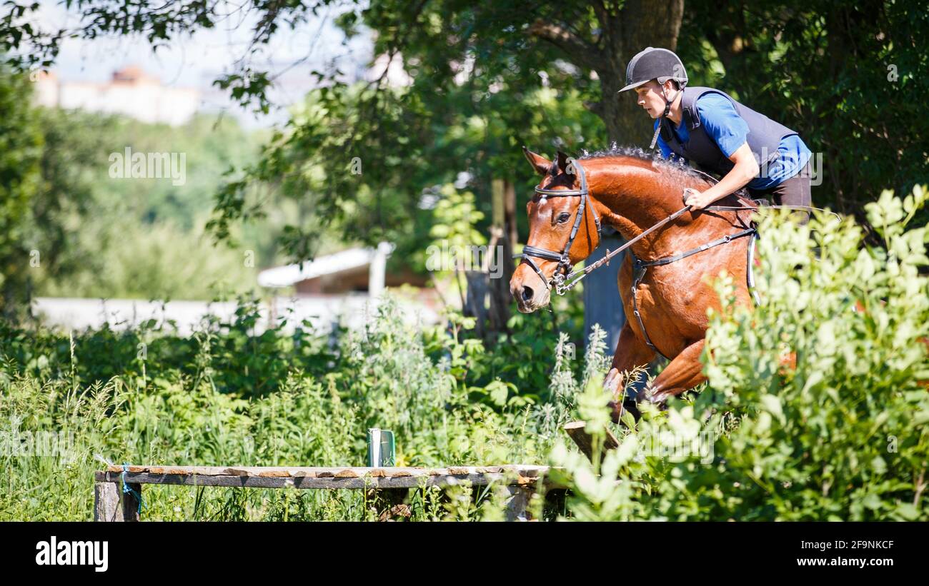 horse rider jumps over bush obstacle on eventing Stock Photo - Alamy
