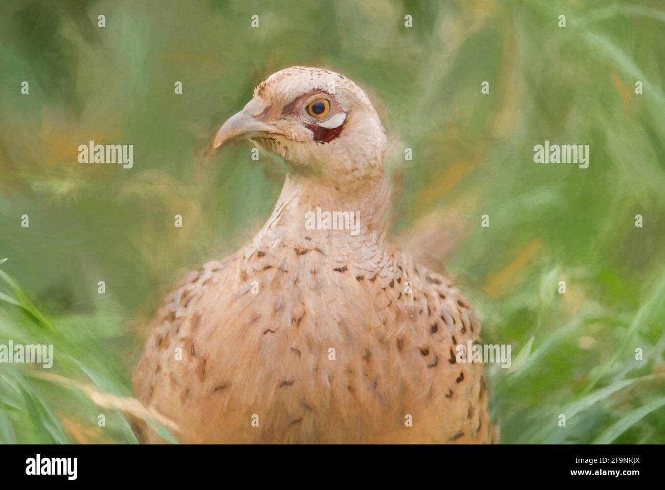 Digital painting of a female common pheasant gamebird, Phasianus ...