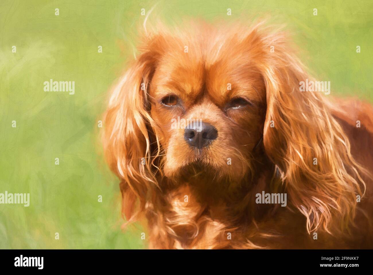 Ruby cavalier king charles spaniel hi-res stock photography and images ...