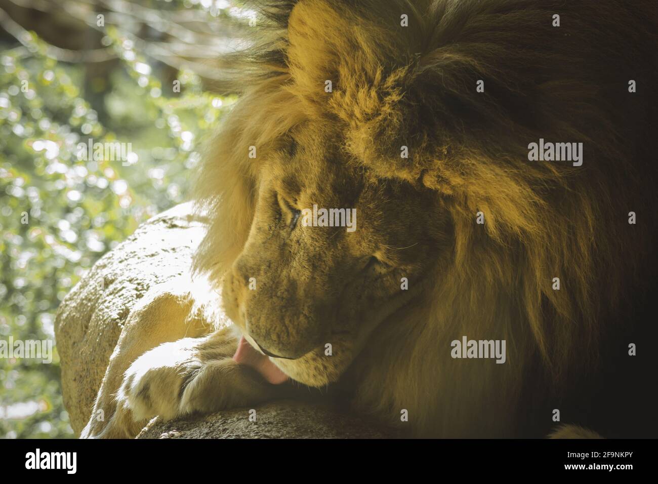 Close up shot of a lion cleaning itself Stock Photo - Alamy