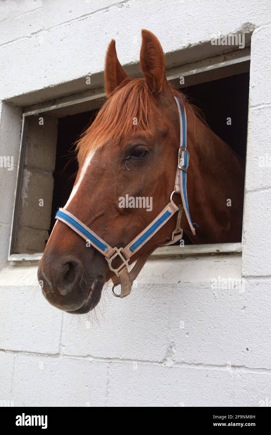 Amish Horse, Lancaster, Pennsylvania Stock Photo - Alamy
