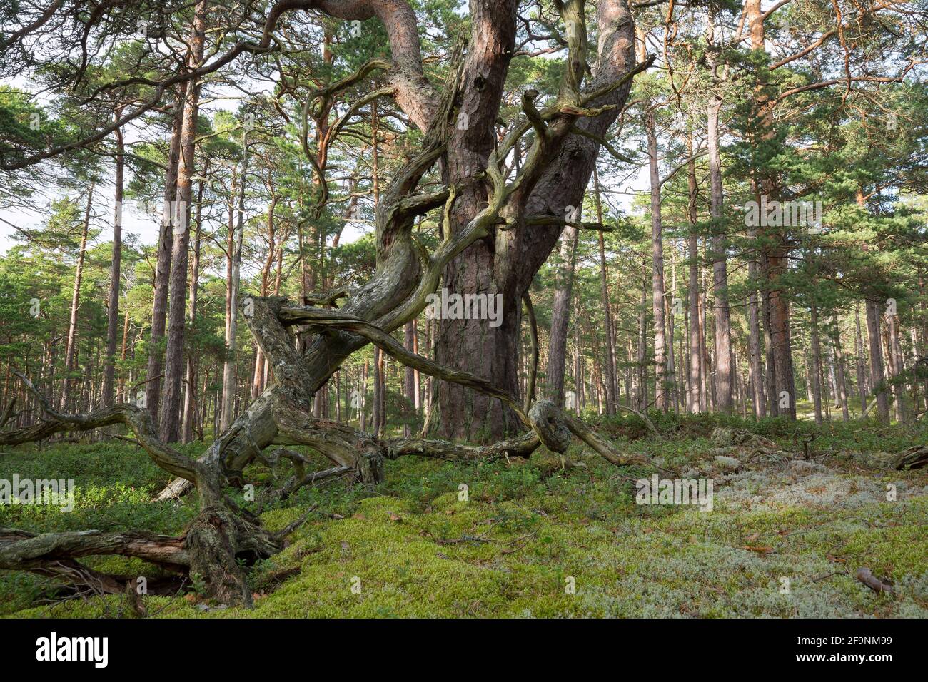 Old growth pine forest hi-res stock photography and images - Alamy