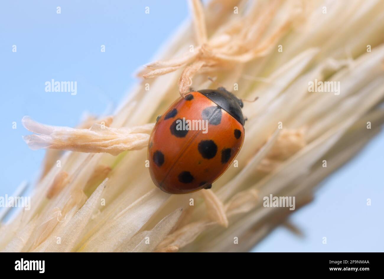Red and black spotted ladybird hi-res stock photography and images - Alamy