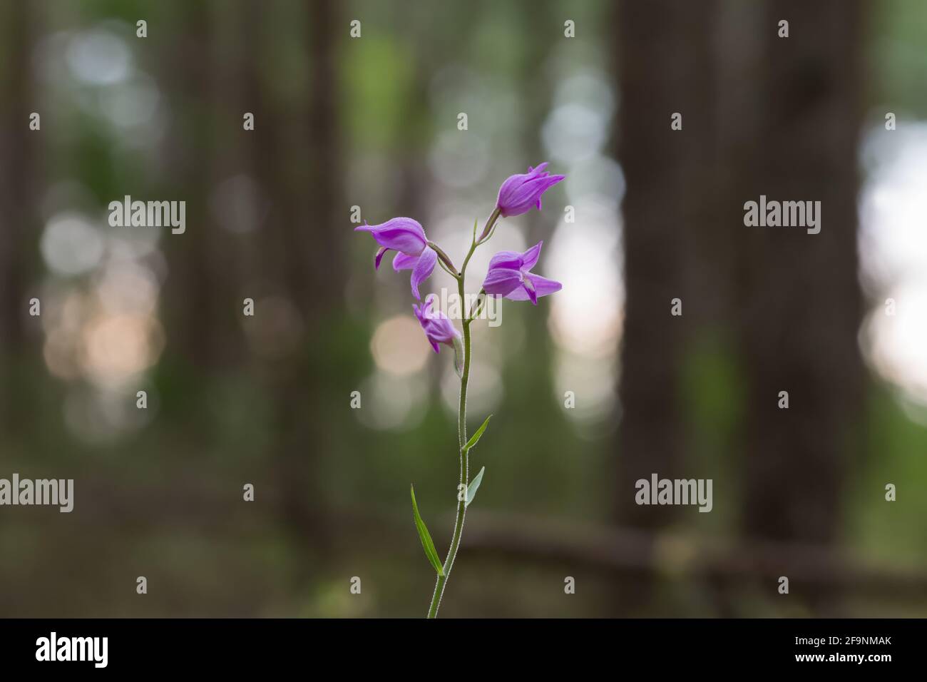 Red Helleborine, Cephalanthera rubra Stock Photo - Alamy