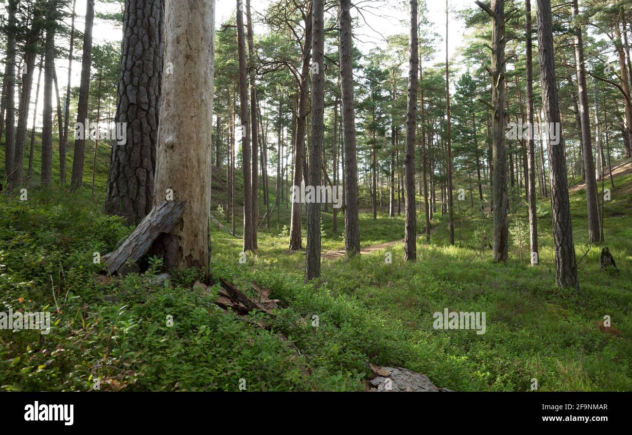 Untouched woodland environment hi-res stock photography and images - Alamy