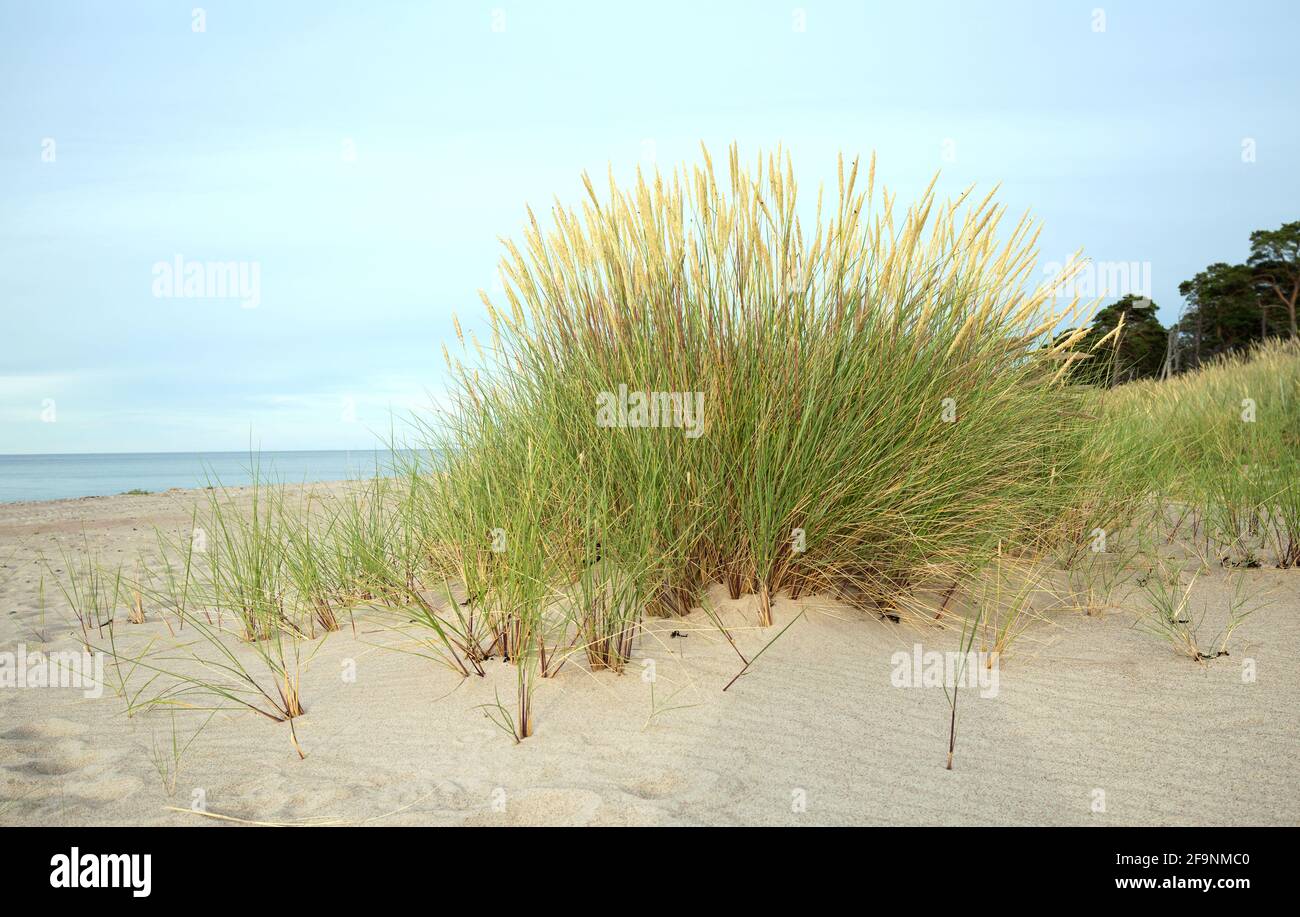 European marram grass, Ammophila arenaria growing in sand on a beach ...