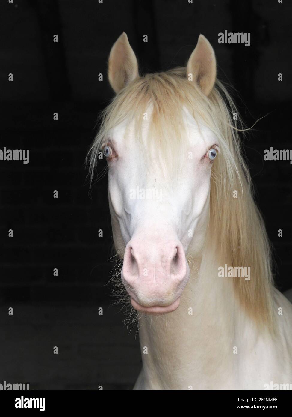 A head shot of a beautiful cremello stallion in a stable Stock Photo ...