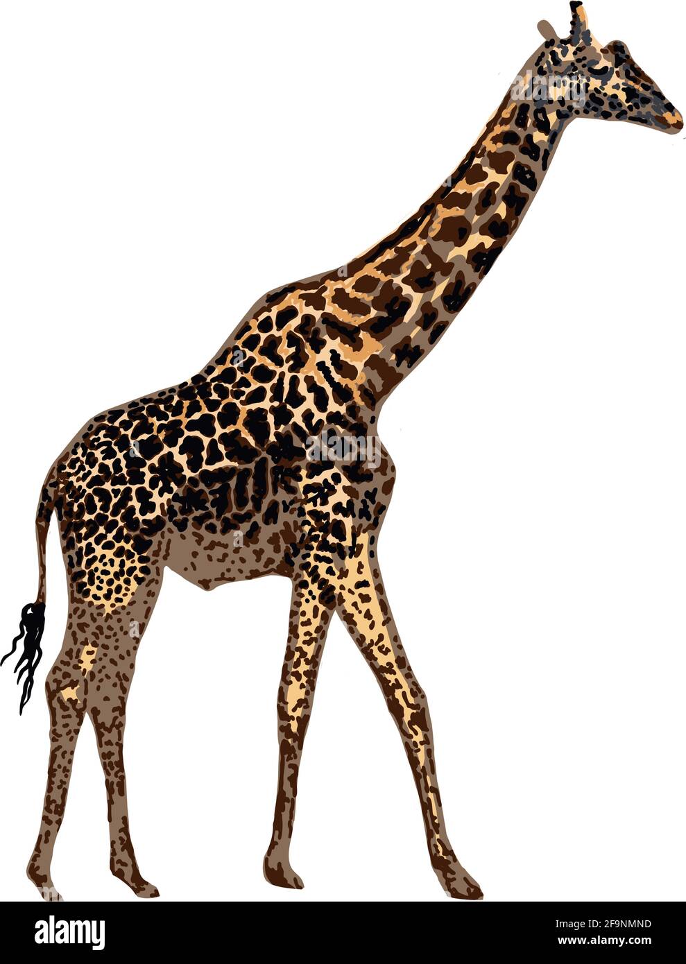 Realistic giraffe isolated on white background. Hand-drawn African ...