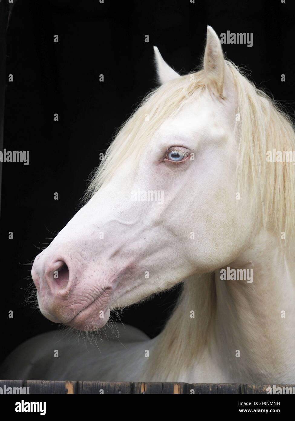 A head shot of a beautiful cremello stallion in a stable Stock Photo ...