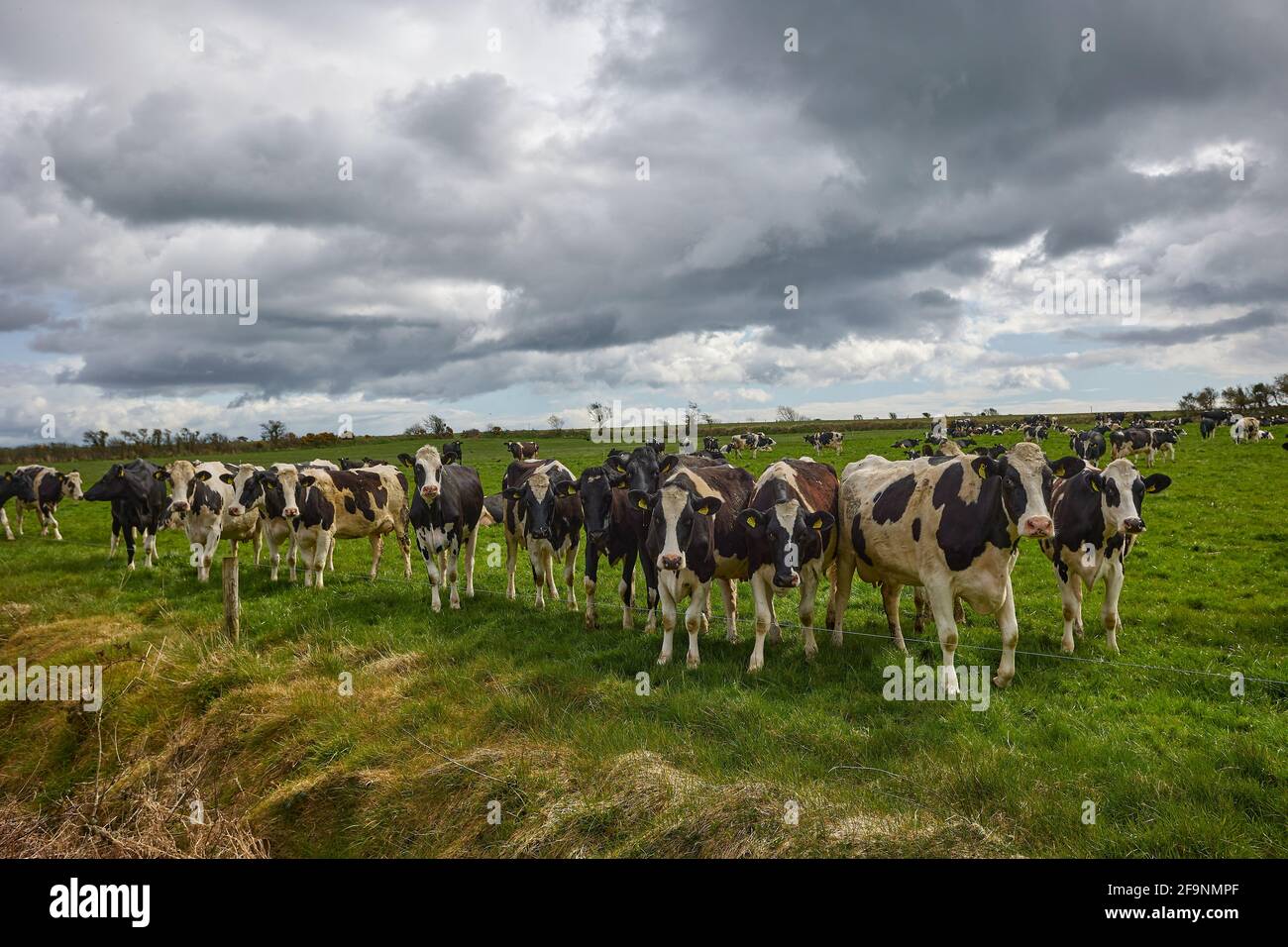 herd of cows staring at the camera. Irish rural scene Stock Photo - Alamy