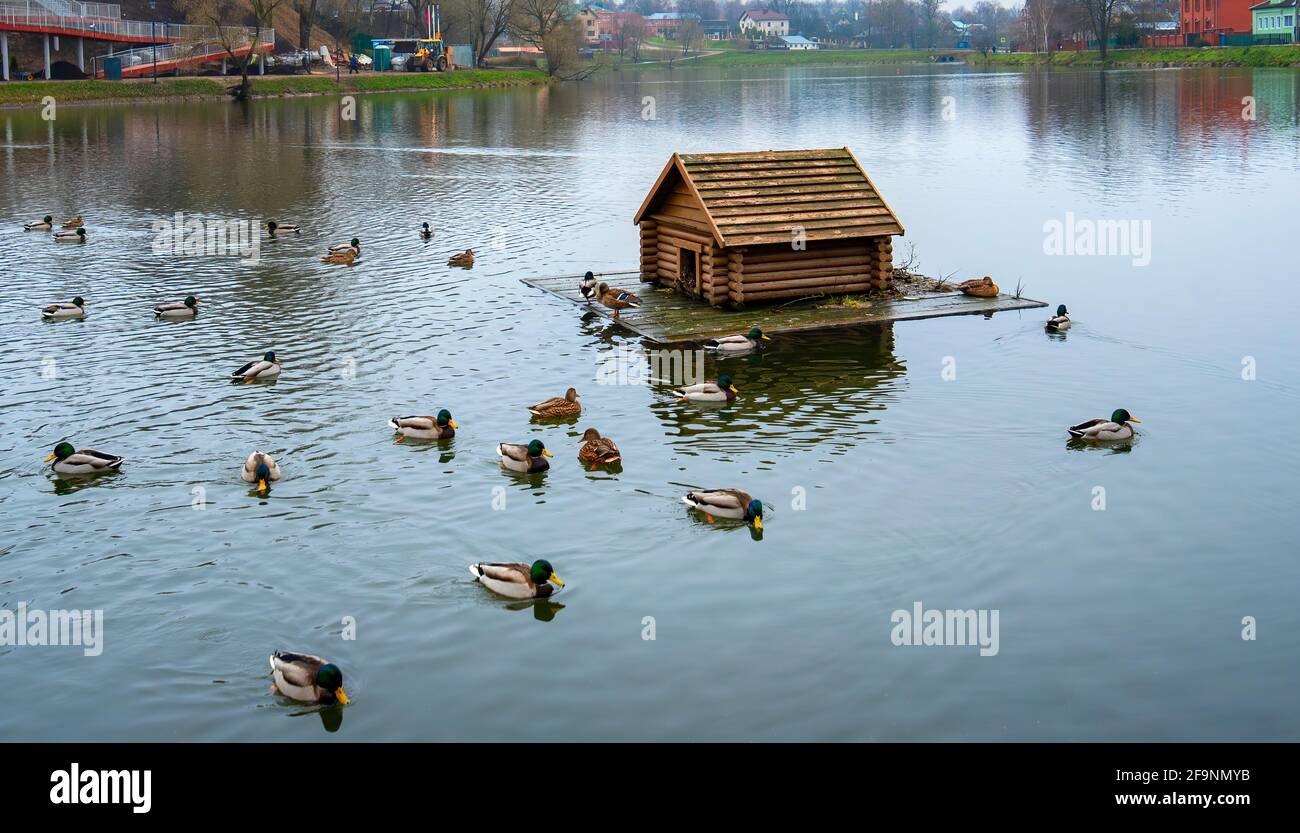 Floating House for wild ducks on the water in the middle of the lake ...