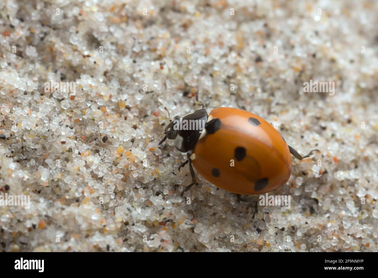 Seven spot ladybug, Coccinella septempunctata on sand Stock Photo - Alamy