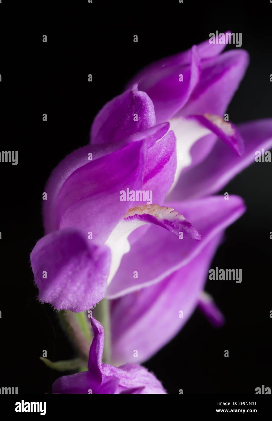 Helleborine flower hi-res stock photography and images - Alamy