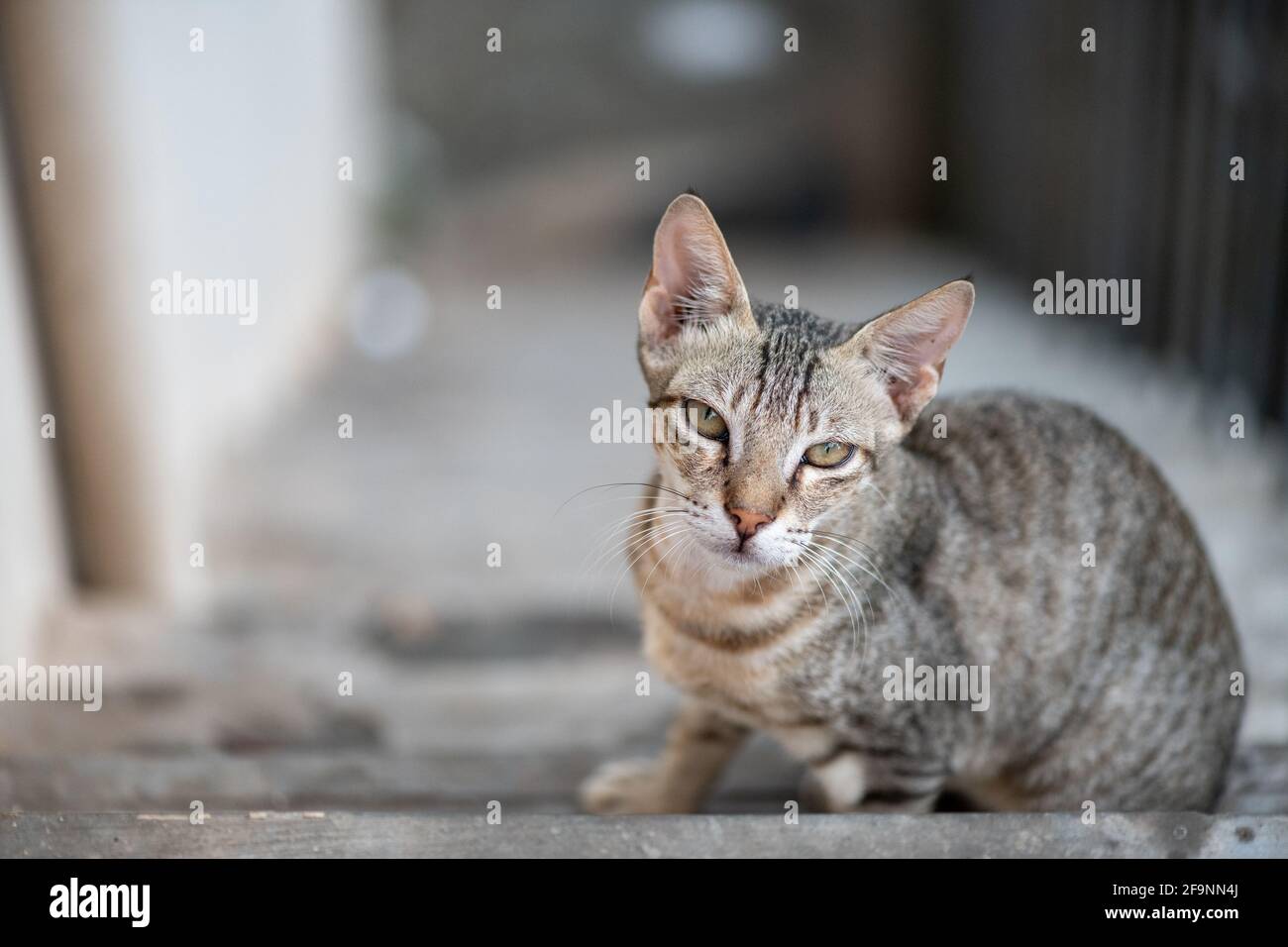close up portrait of pet cat staring at camera Stock Photo - Alamy