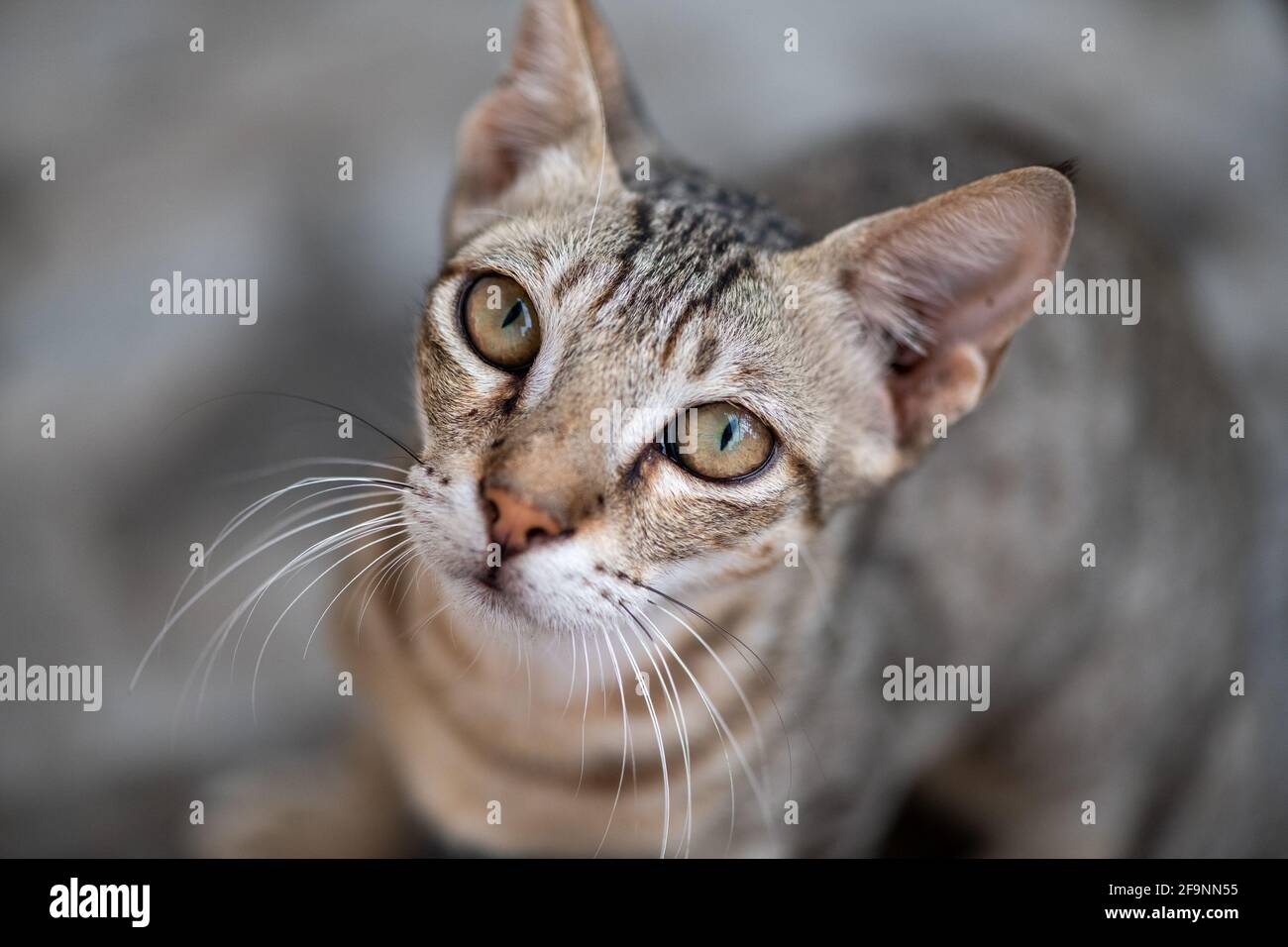 close up portrait of pet cat staring at camera Stock Photo - Alamy