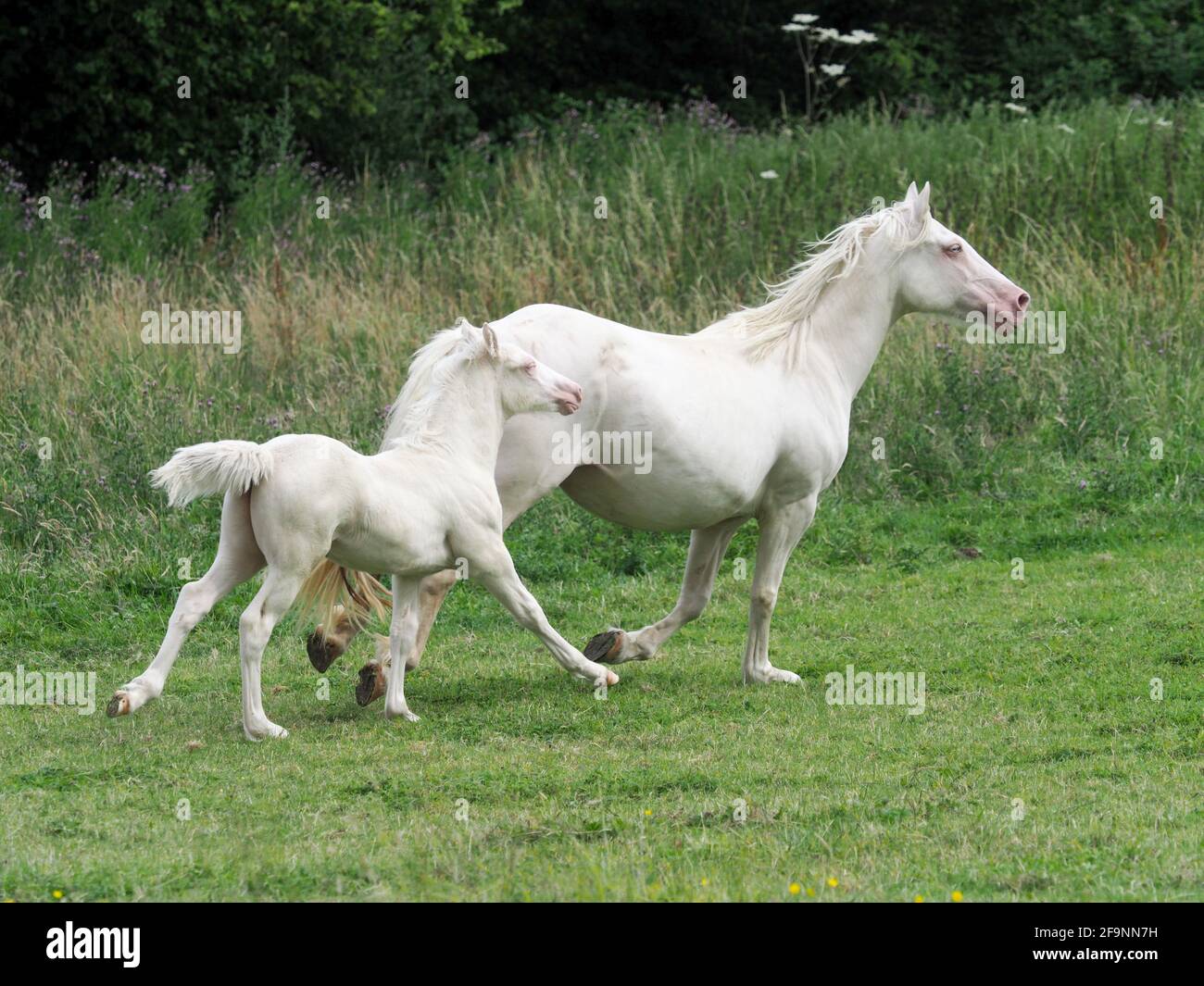 Mare and foal gallop hi-res stock photography and images - Alamy