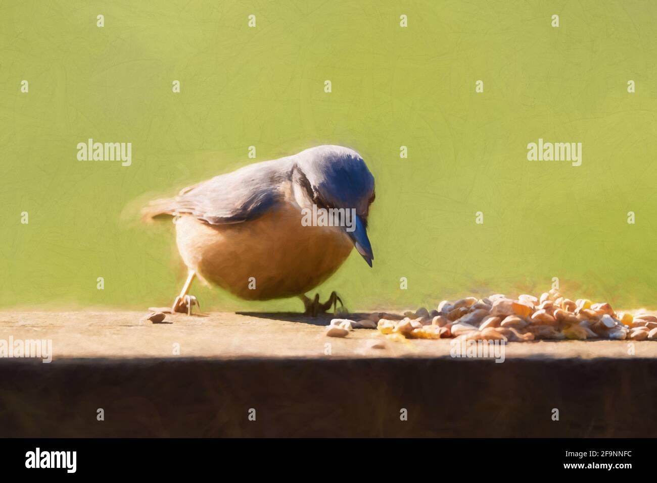 Digital painting of a Eurasian Nuthatch eating nuts against a clear ...