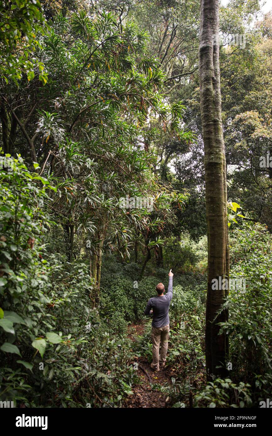 Traditional Pygmy Village, Kibira National Park, Burundi, Africa Stock ...