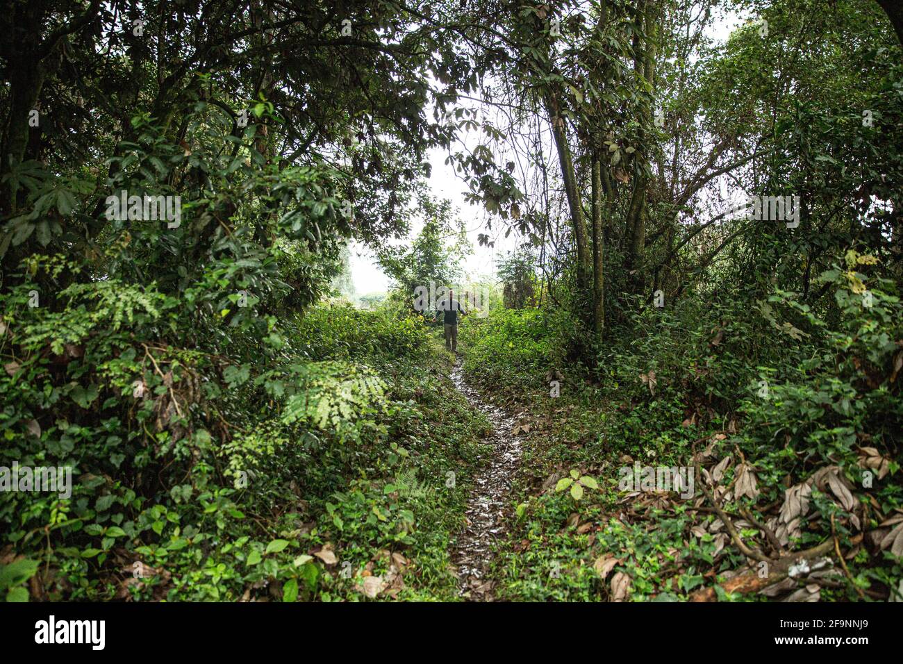Traditional Pygmy Village, Kibira National Park, Burundi, Africa Stock ...
