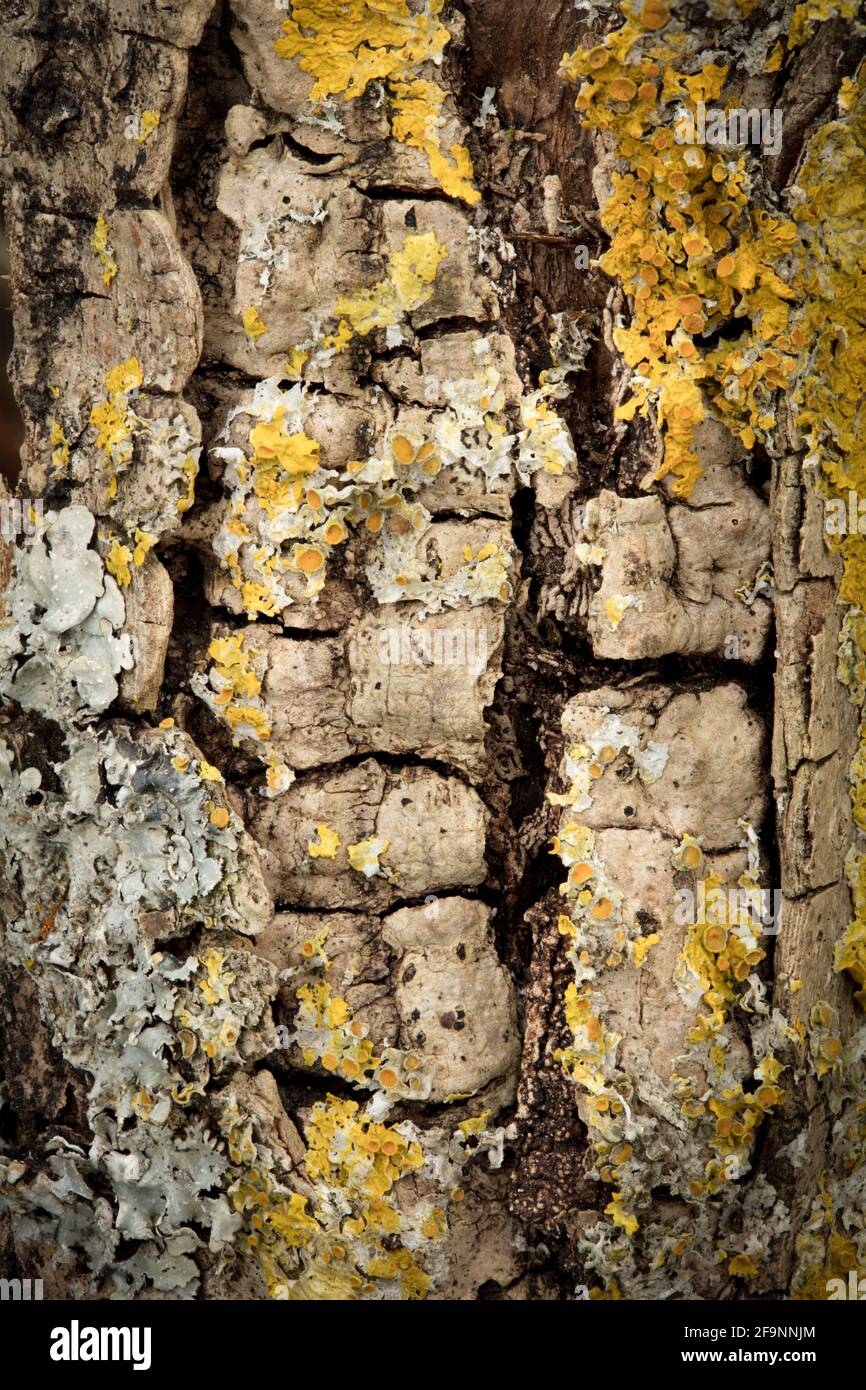 Found Macro still-life photograph of lichen on tree trunk, background ...