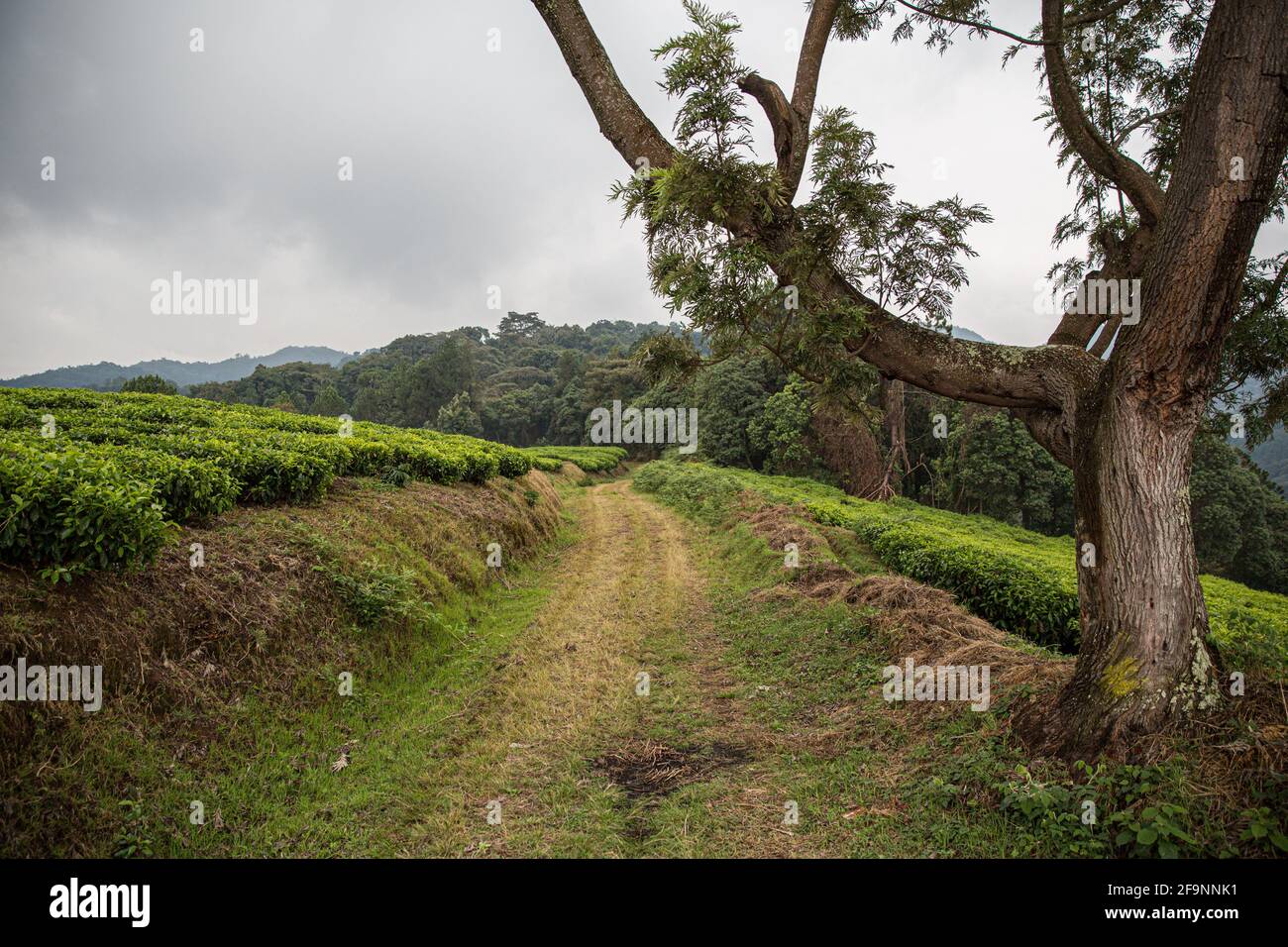 Traditional Pygmy Village, Kibira National Park, Burundi, Africa Stock ...