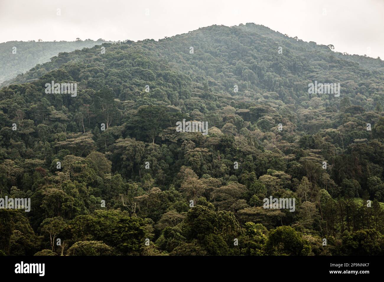 Traditional Pygmy Village, Kibira National Park, Burundi, Africa Stock ...