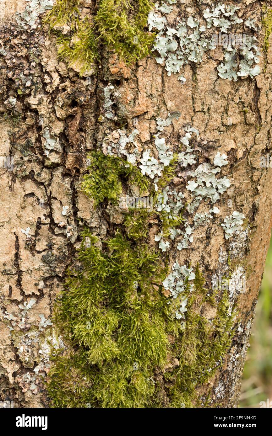 Found Macro still-life photograph of lichen on tree trunk, background ...