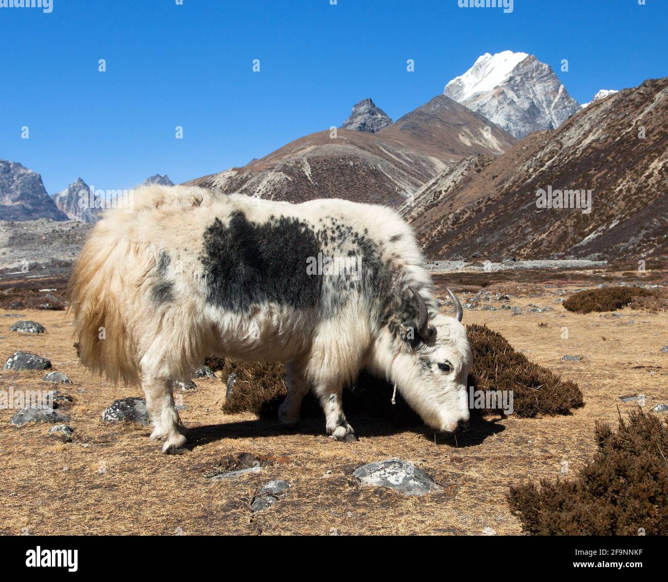 Himalayan Animals On The Mountain