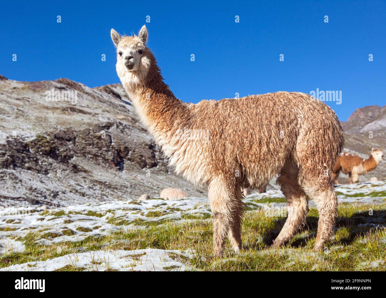 llama or lama on snowy mountain, beautiful animal mammal from south ...