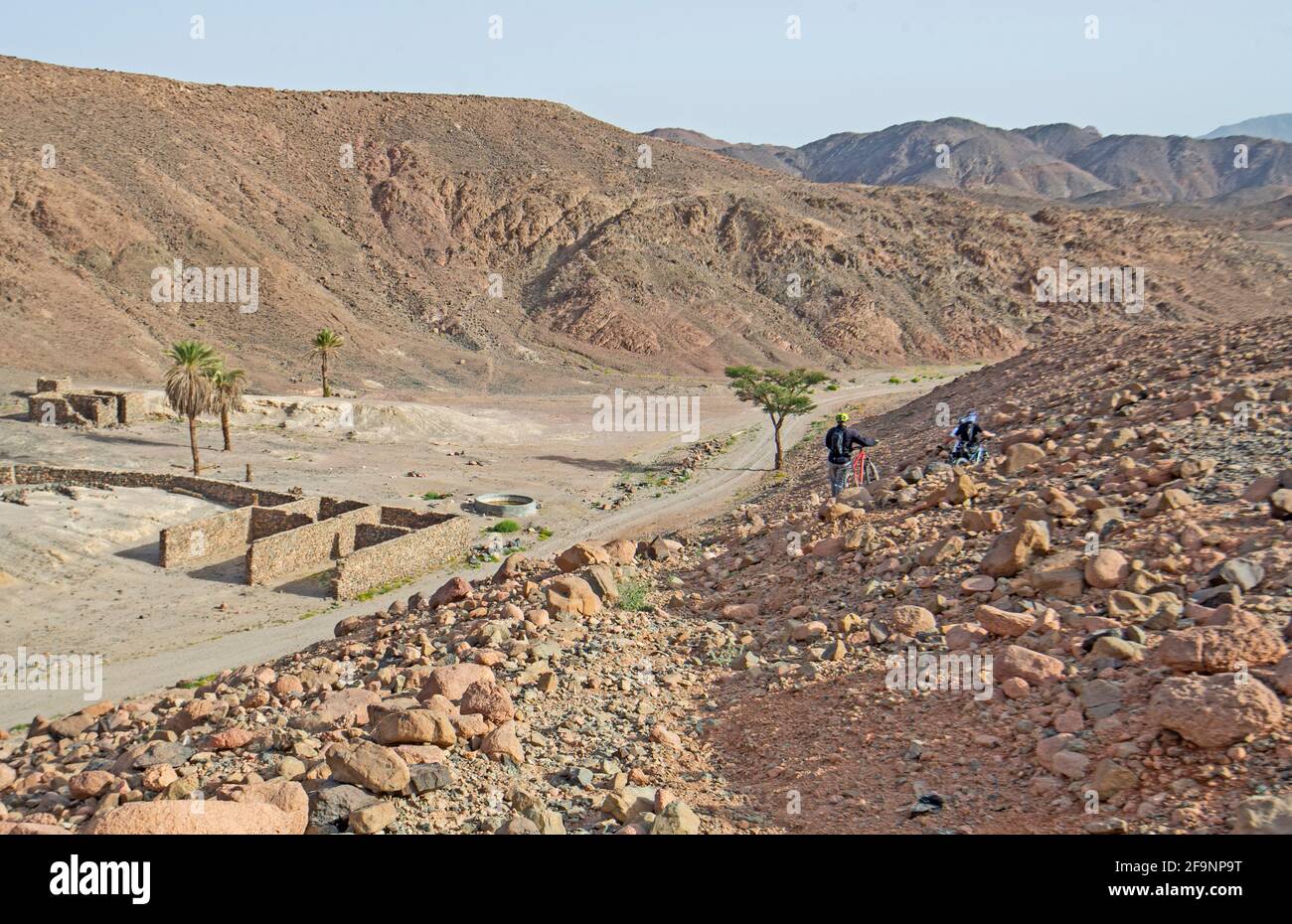 Date palm trees growing in an isolated small oasis at arid dry rocky ...