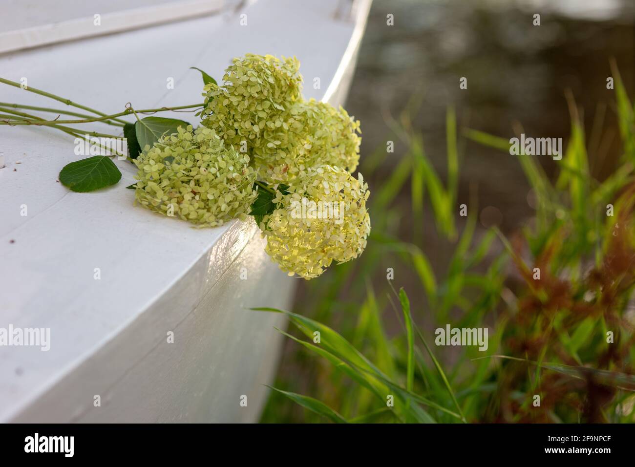Pure white hydrangea hi-res stock photography and images - Alamy