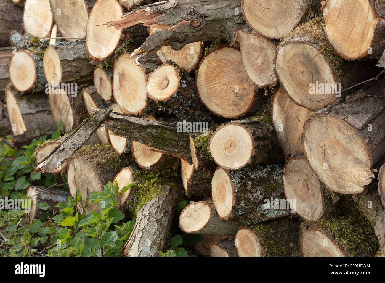 Found natural still-life photograph of cut logs from tree management ...
